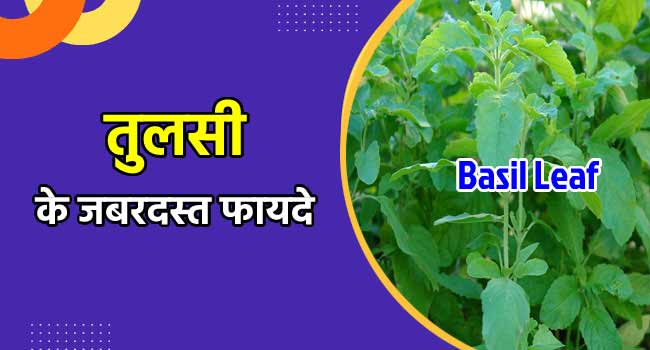  10 Tulsi Ke Fayde Basil Leaf In Hindi